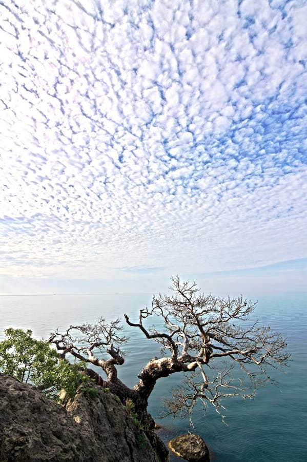 Dead Tree on the Rocky Shore of the Black Sea Stock Image - Image of ...