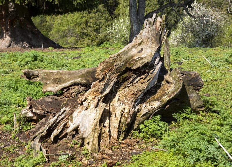 107 Kurdish Ning Stock Photos - Free & Royalty-Free Stock Photos from ...