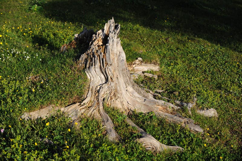 Spruce tree root stock image. Image of growth, forests - 32551949 Spruce tree root stock image. Image of growth, forests - 32551949