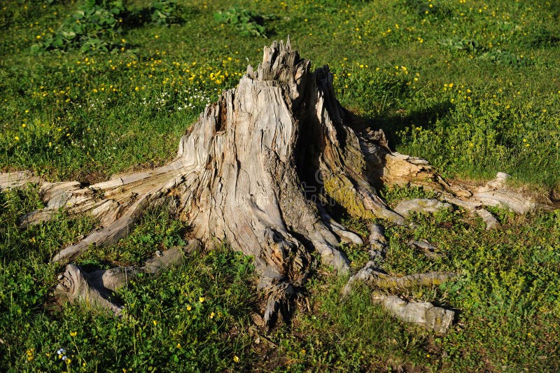 Spruce tree root stock image. Image of growth, forests - 32551949 Spruce tree root stock image. Image of growth, forests - 32551949