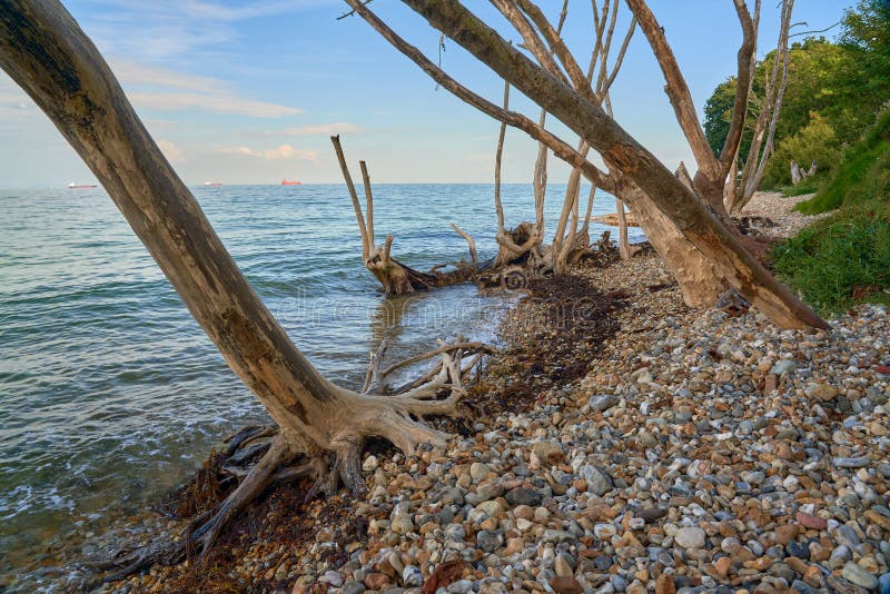 Dead Tree Roots on the Beach Stock Image - Image of abandoned, dead ...