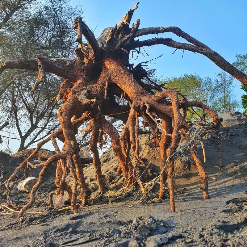 Dead Tree Roots at the Beach, in Yogyakarta , Indonesia Stock Photo ...