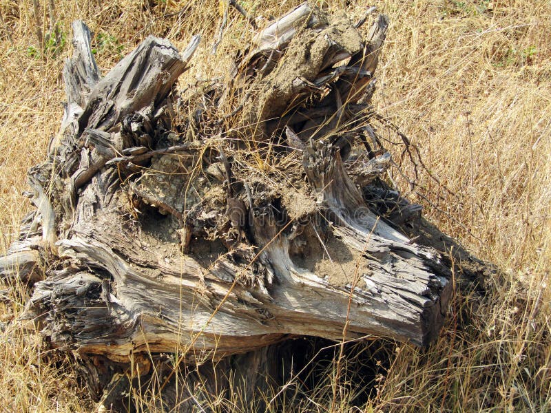 Dead Tree Roots India, Asia Stock Photo - Image of fall, autumn: 111040774