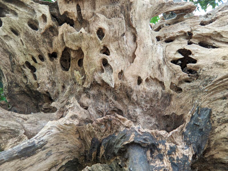 Dead Tree Roots, Large, Branched, Dry and Old Stock Image - Image of ...