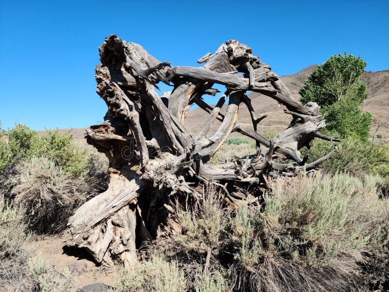Dead Tree Roots in Nevada Desert Stock Image - Image of wilderness ...
