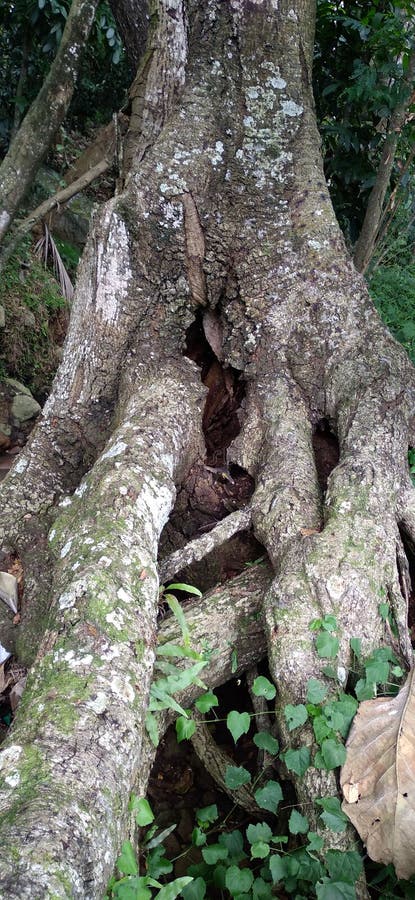 Dead Tree Roots but Still Look Strong or Not Fragile Stock Photo ...