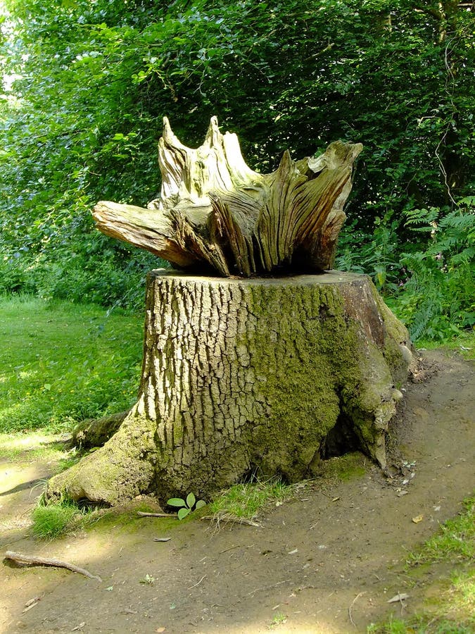 Stump roots, dead of tree stock image. Image of natural - 33308093