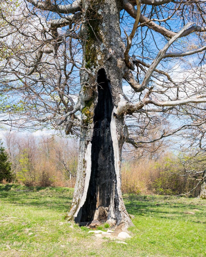Dead Tree with Rotten Trunk Inside Stock Photo - Image of panorama ...