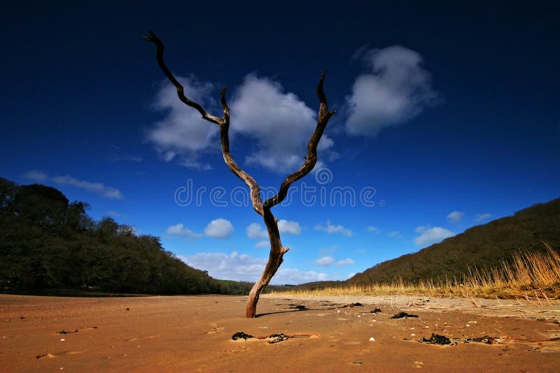 Dead Tree in the Sand on the Bank Stock Image - Image of shell, single ...