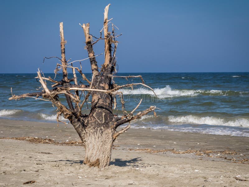 Dead tree on sand beach stock image. Image of dead, waterfront - 81613161