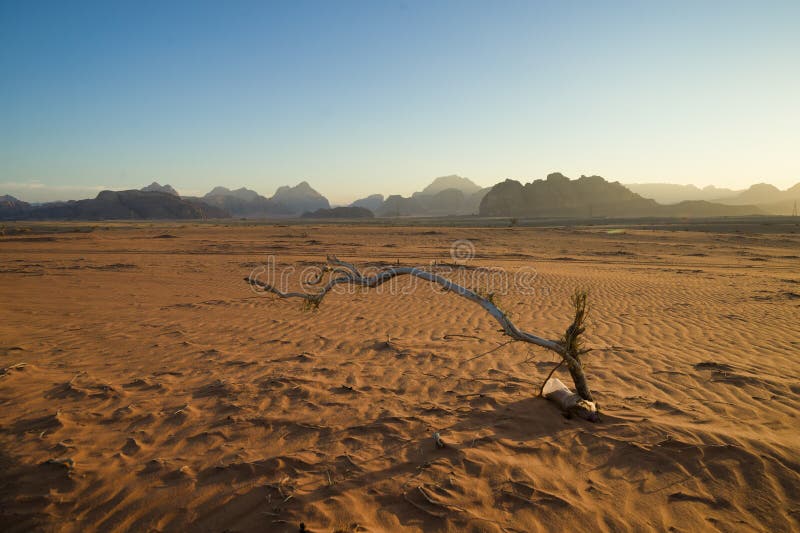 Dead Tree in the Sand at Sunset, Wadi Rum, Jordan Desert Stock Image ...