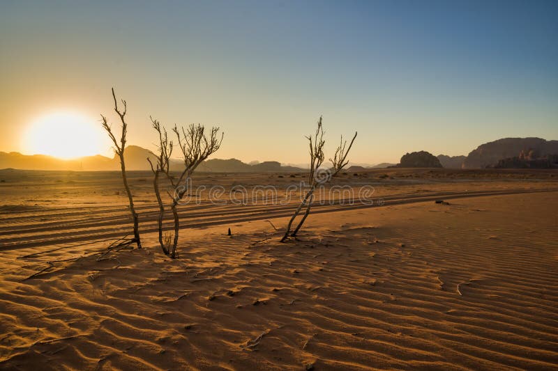 Dead Trees in Wind Rippled Sand at Beautiful Sunset, Wadi Rum, Jordan ...