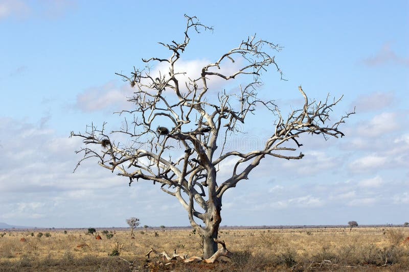 Dead Tree in the Savanna Landscape Stock Photo - Image of landscape ...