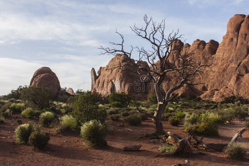 Dead tree scenery stock photo. Image of trunk, utah, tree - 33464624
