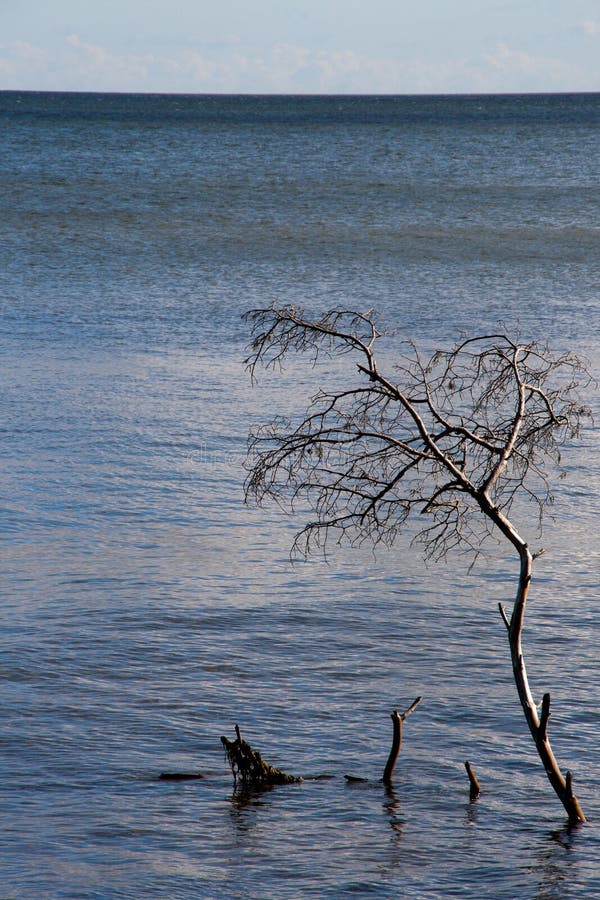 Dead tree in the sea stock photo. Image of gentle, nature - 21981352