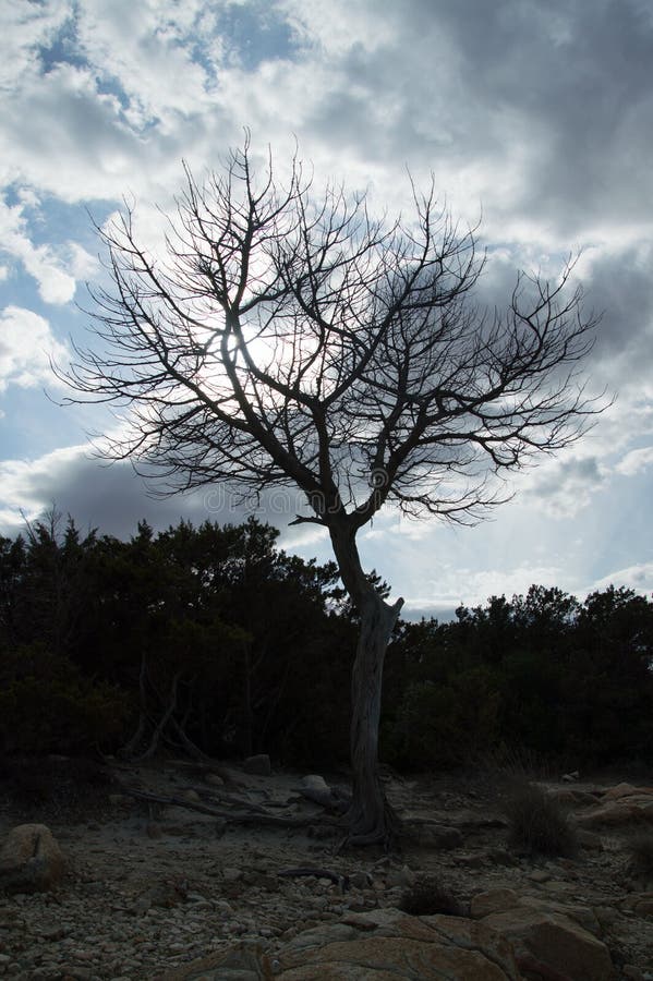 Death tree stock photo. Image of death, climate, wood - 100849540