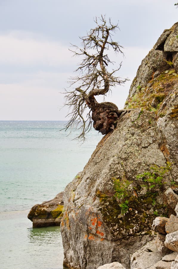 Dead tree stock photo. Image of wild, ugly, lake, russia - 99912874