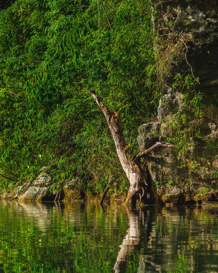Dead Tree on the Shore of a Fresh Water Lake in the Jungle Next Stock ...