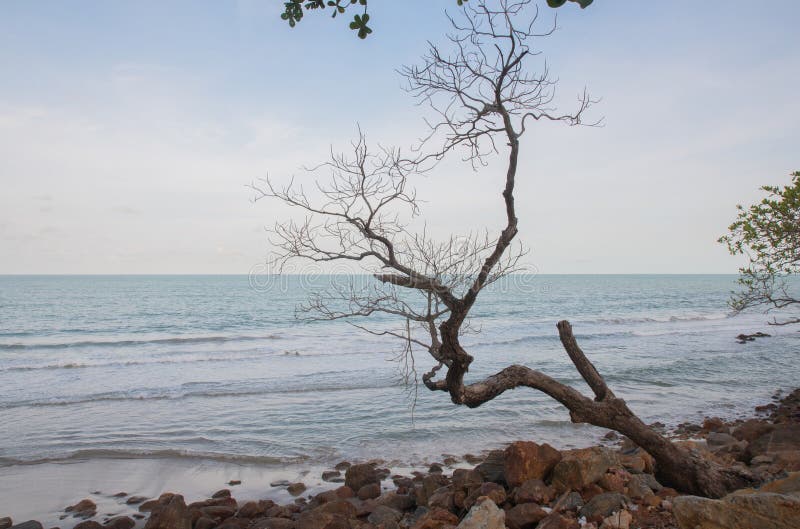 Dead Tree on Shore Near Ocean. Stock Image - Image of sand, green ...