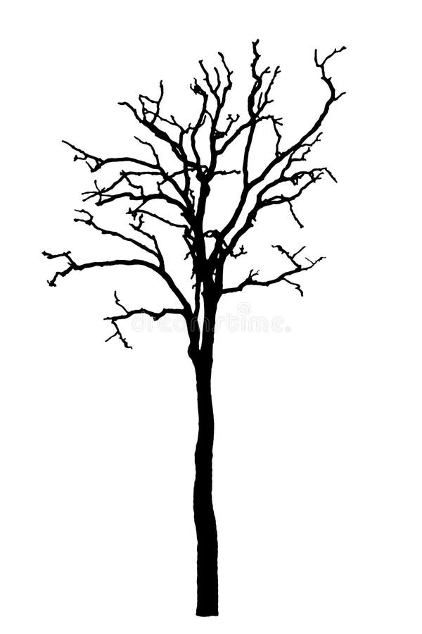 Dead Tree Silhouette. Dry Oak Crown without Leafs Isolated on White ...