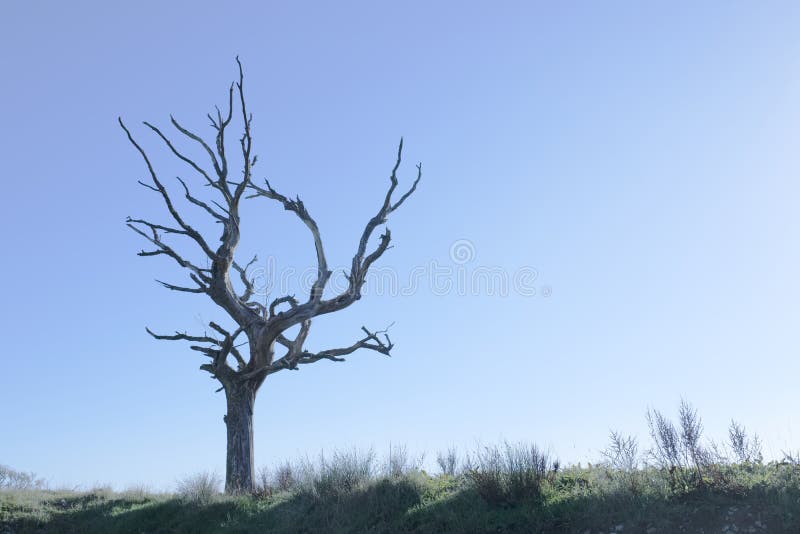 Dead Tree Silhouette Shape Against Clear Empty Blue Sky in Summer Sun ...