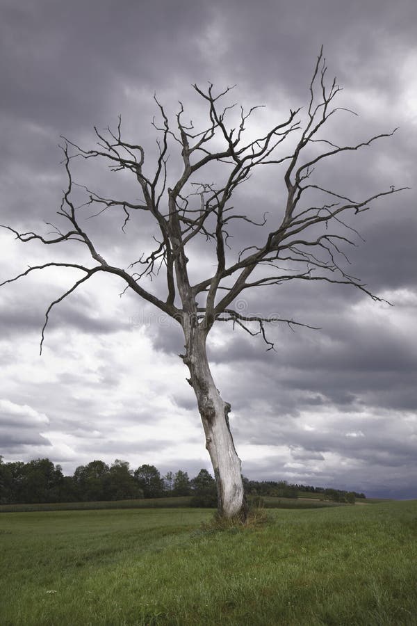 Dead tree stock image. Image of single, ground, branches - 66200733
