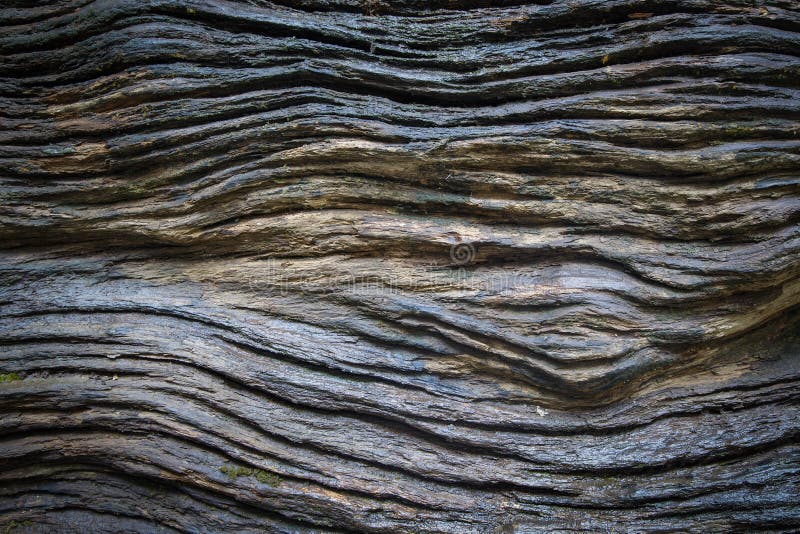 Tree Skin stock photo. Image of texture, high, wallpaper - 101682438