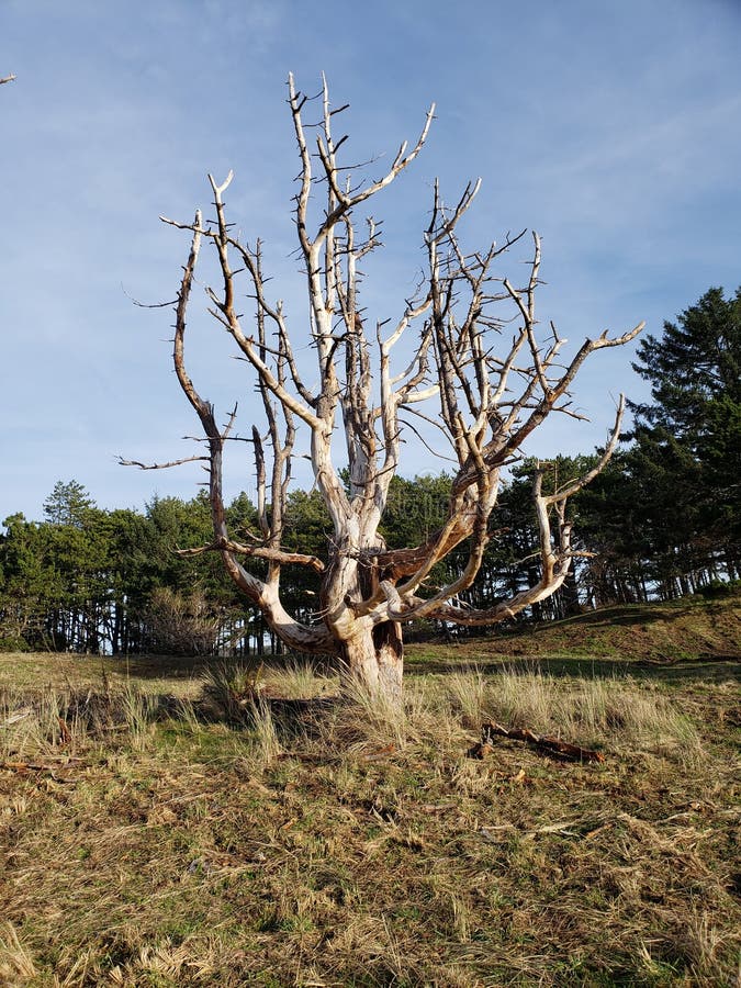 Dead Tree Sky Grass Nature Hike Stock Photo - Image of grass, hike ...