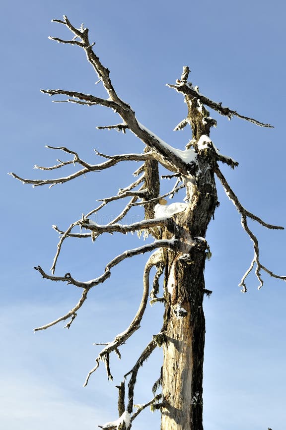 Dead Tree with Snow Against Blue Sky Stock Photo - Image of trunk, tree ...