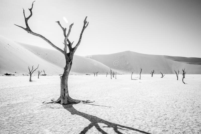 Dead Tree in Sossusvlei in Black and White. Stock Photo - Image of ...