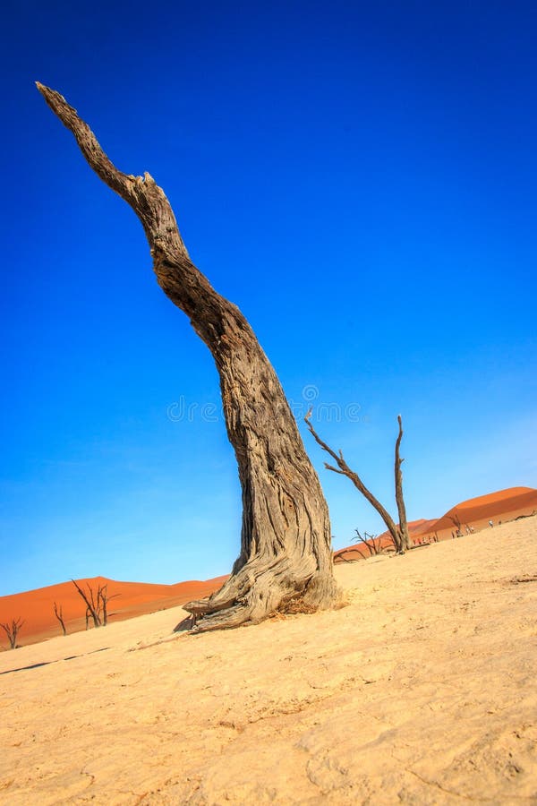 Dead Tree in the Sossusvlei Desert. Stock Image - Image of park ...