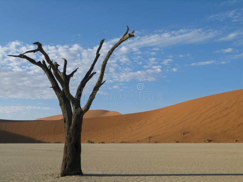 Dead Tree Sossusvlei , Namibia Stock Image - Image of safari, horizon ...