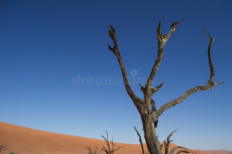 Dead Tree at Sossusvlei Salt Pan, Desert Landscape, Namibia Stock Image ...
