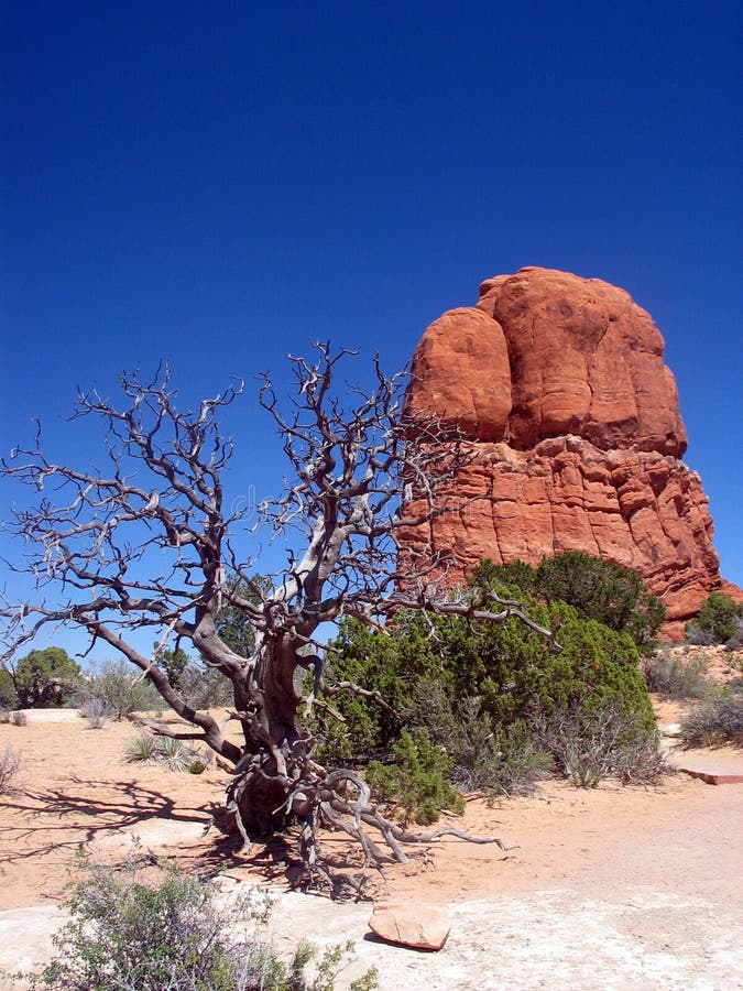 Dead Tree in the Southern Utah. Arches National Park. Utah Stock Image ...