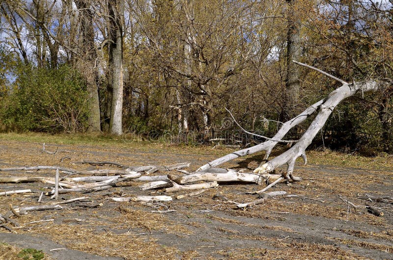 Splinter Tree Stumps after Deforestation Stock Photo - Image of tree ...