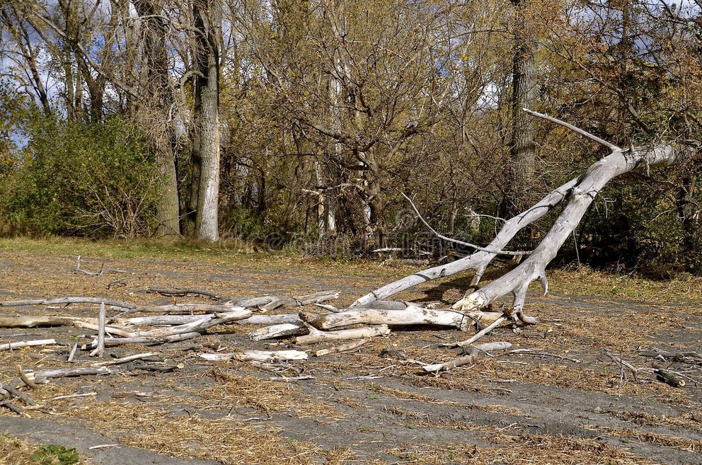 Dead Tree Splinter from Fall Stock Image - Image of wood, bark: 60892577