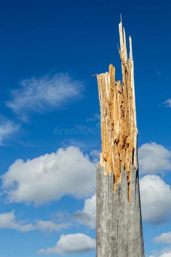 Dead tree stock photo. Image of blue, tree, puffy, dead - 65949124