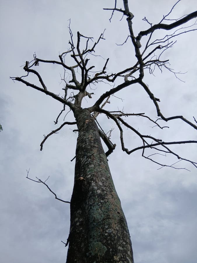 A Dead Tree Standing Alone with a Unique Shape Stock Image - Image of ...