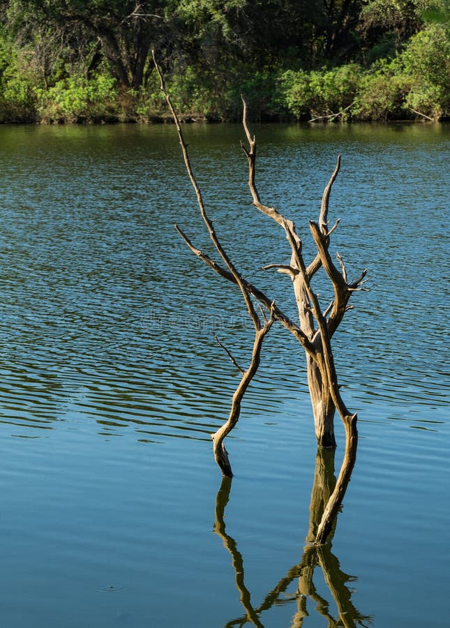 Dead Tree Standing in the Lake Stock Image - Image of natural, park ...