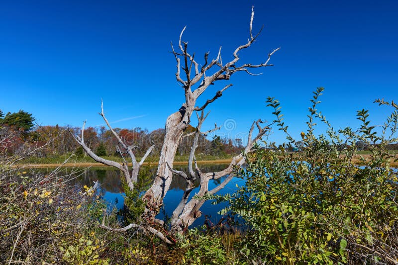 Dead Tree Standing in Meadow Stock Image - Image of twisted, reflects ...