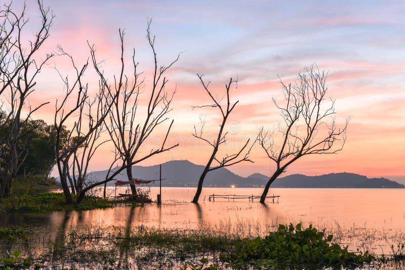 Dead Tree Standing with the Sunset Sky Stock Image - Image of beauty ...