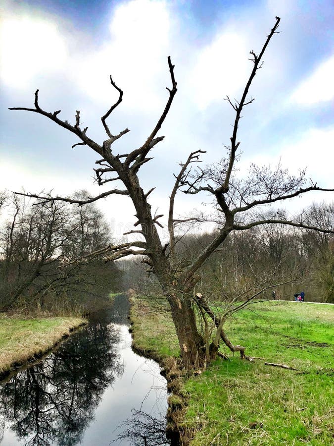 A Dead Tree Standing at the Waterfront Stock Photo - Image of tree ...