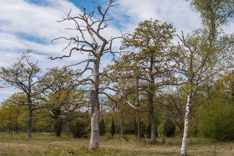 A Dead Tree Stands Alone in a Forest in Spring. Central Sweden Stock ...