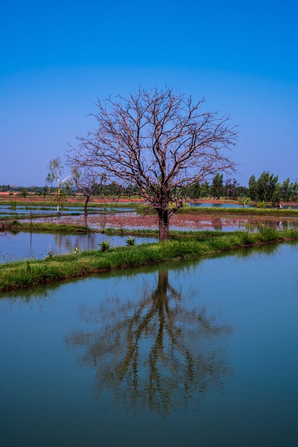 321 Dead Tree Rice Field Stock Photos - Free & Royalty-Free Stock ...