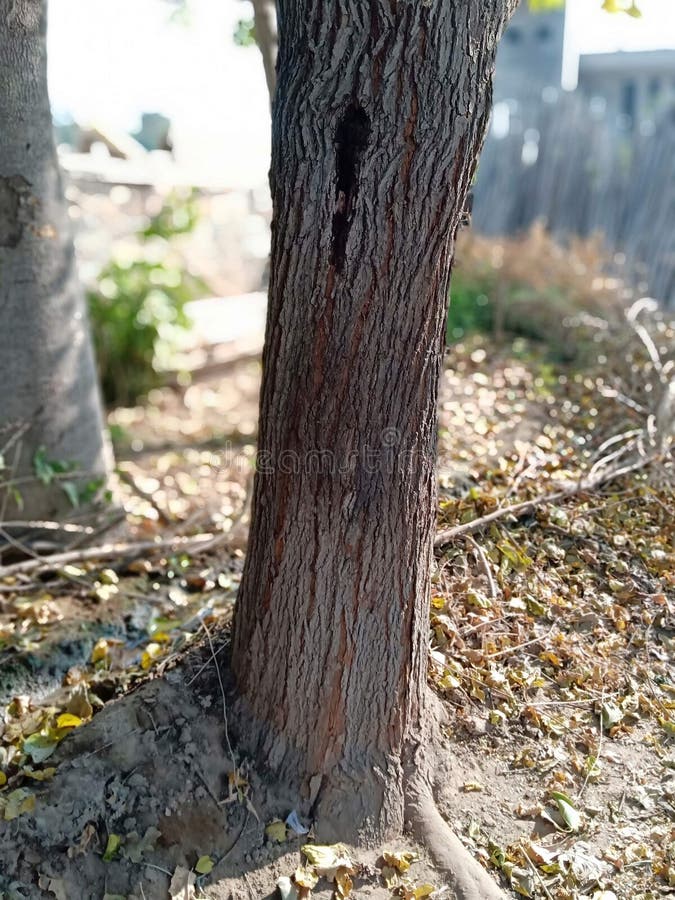 Dead Tree Steam with Green Leafs Stock Photo - Image of dead, tree ...