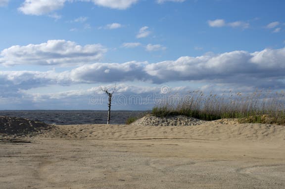 Dead Tree Still Standing stock image. Image of landscape - 216939319
