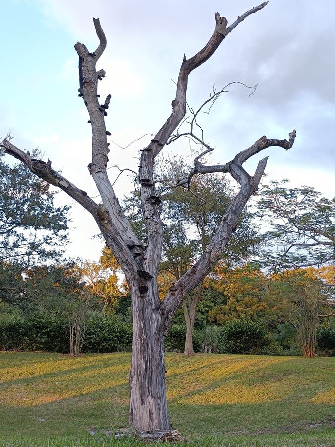 Dead tree still standing stock image. Image of lonely - 271954539