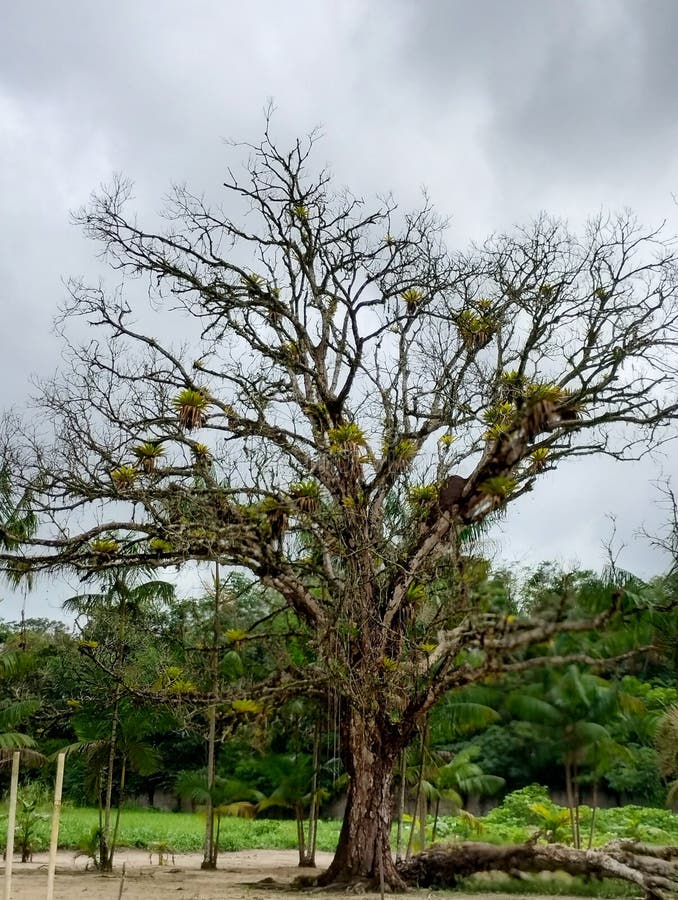 Dead Tree Still Standing, without Leaves, but with Bromeliads on Its ...