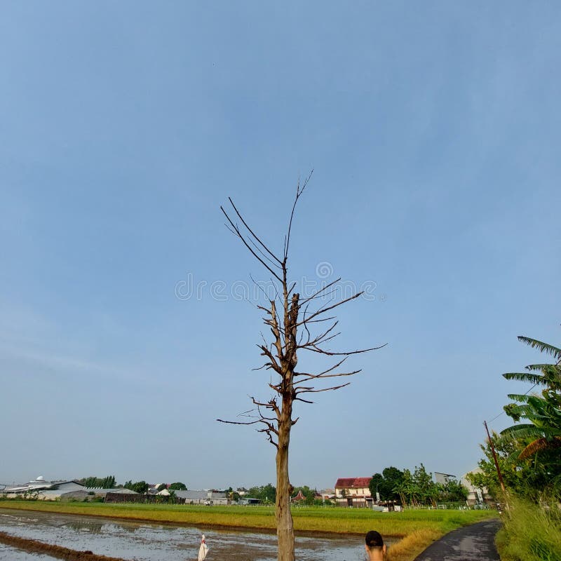 Dead Tree, but Still Standing in the Middle of the Rice Field Stock ... Dead Tree, but Still Standing in the Middle of the Rice Field Stock ...