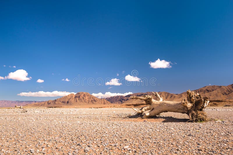 Dead Tree in the Stone Desert, Morocco Stock Image - Image of cloud ...